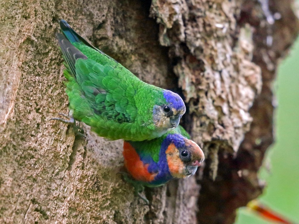 Red-breasted Pygmy-Parrot - eBird