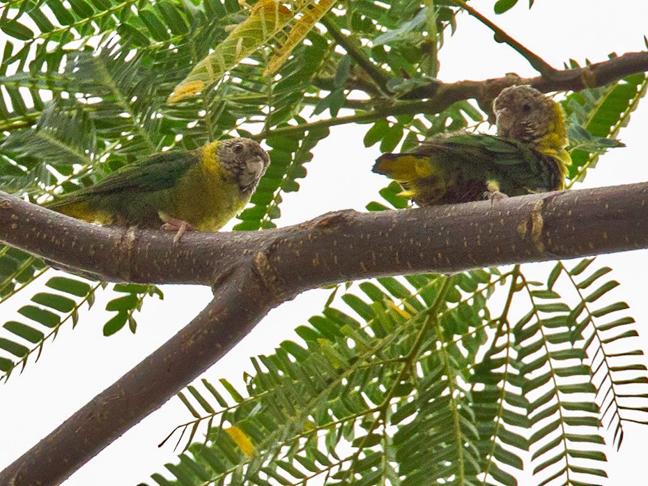 Meek's Pygmy-Parrot - eBird