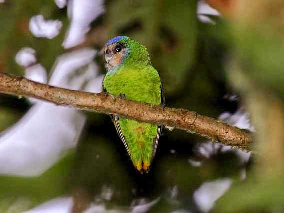 Red-breasted Pygmy-Parrot - eBird
