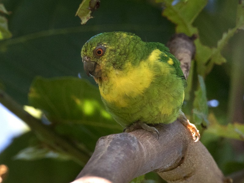 Finsch's Pygmy Parrot - eBird