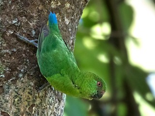 Finsch's Pygmy-Parrot - eBird