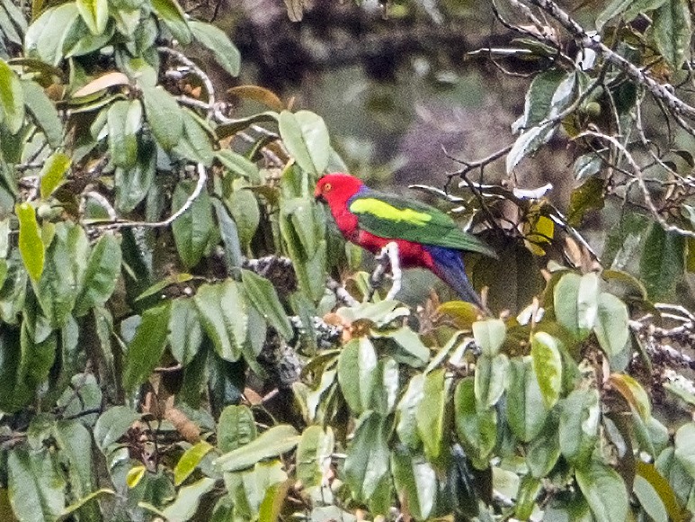 Papagayo Papú - eBird