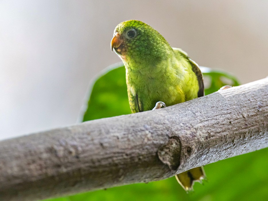 Finsch's Pygmy-Parrot - eBird
