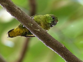Finsch's Pygmy-Parrot - eBird