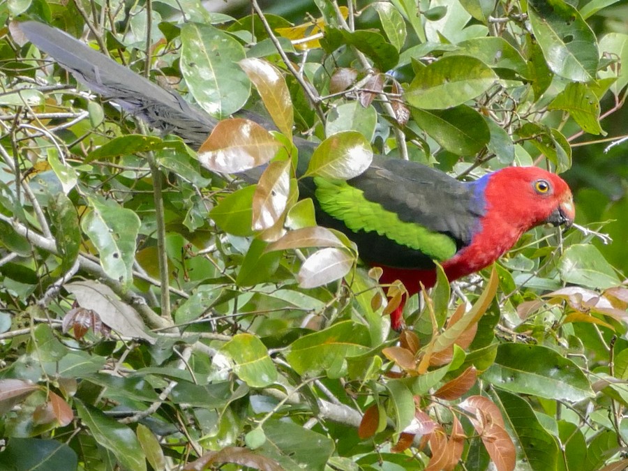 Papuan King-Parrot - eBird