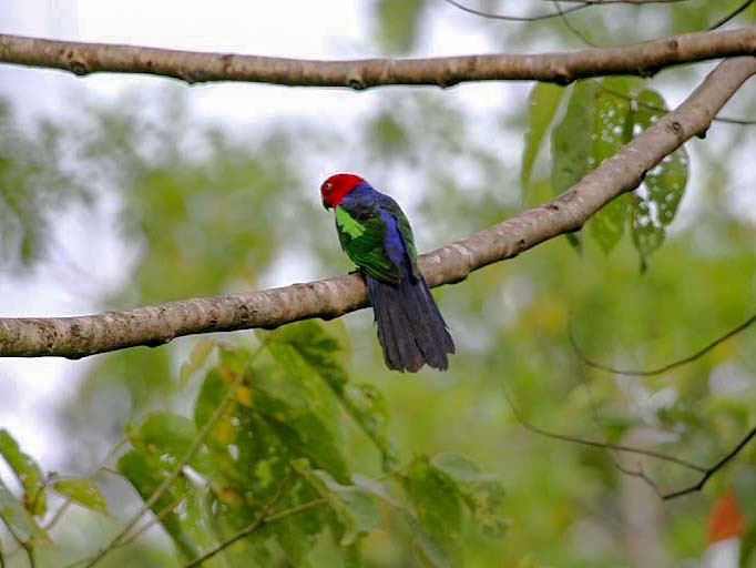 Papuan King-Parrot - eBird