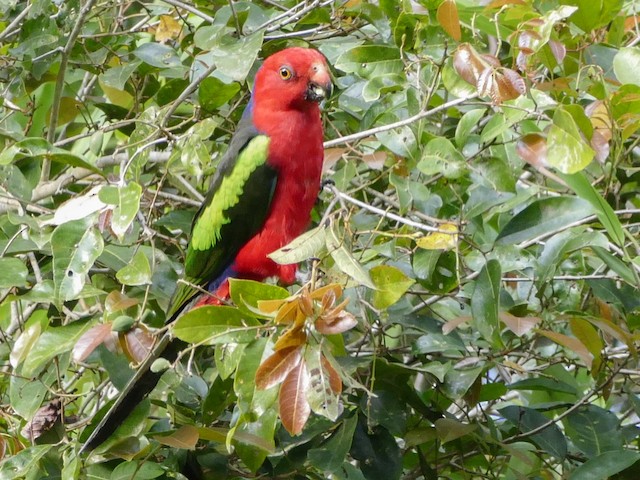Photos - Papuan King-Parrot - Alisterus chloropterus - Birds of the World