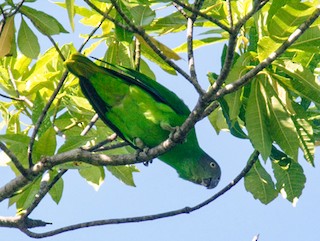 Singing Parrot - eBird