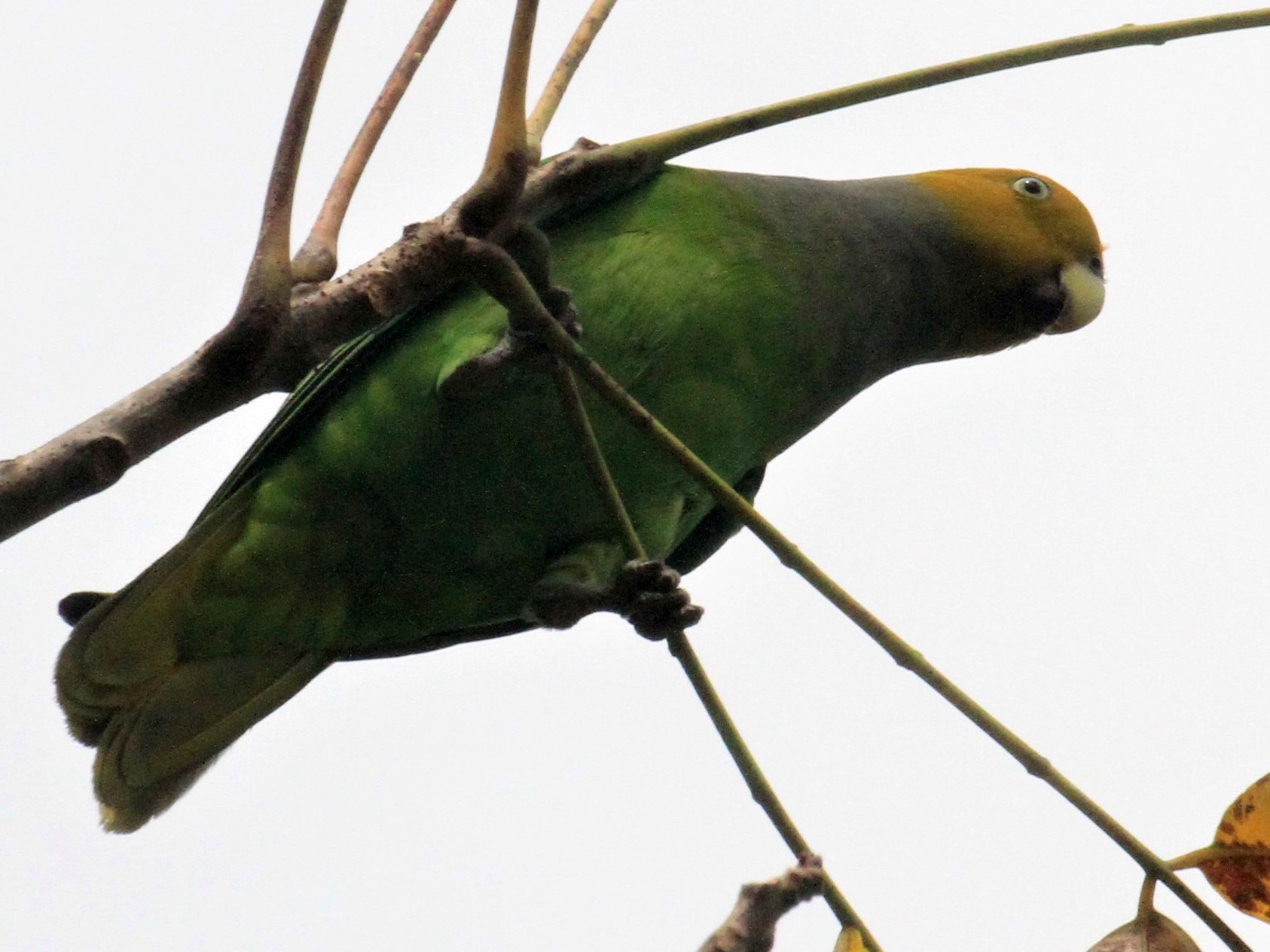 Singing Parrot - eBird