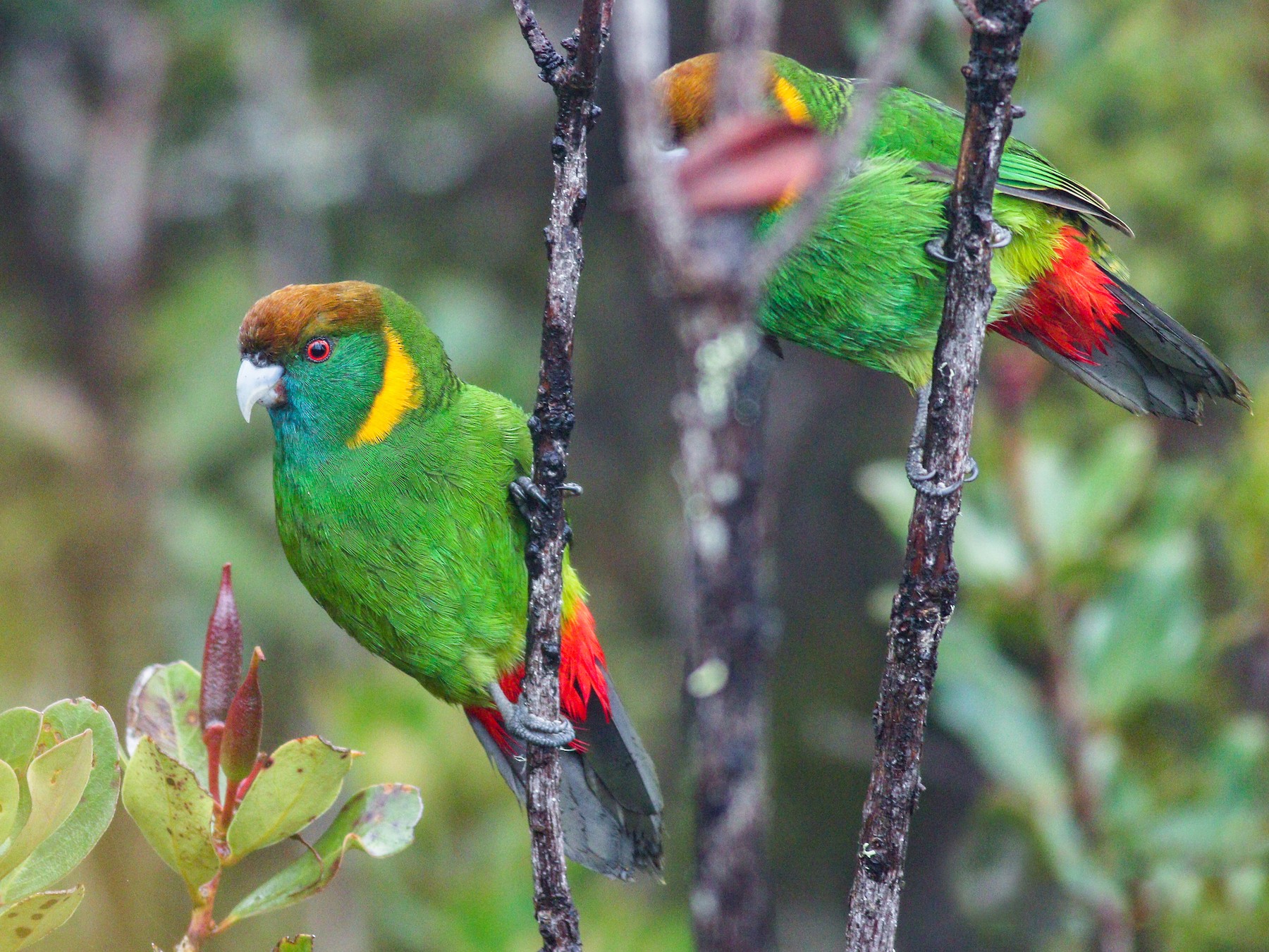 Painted Tiger-Parrot - eBird