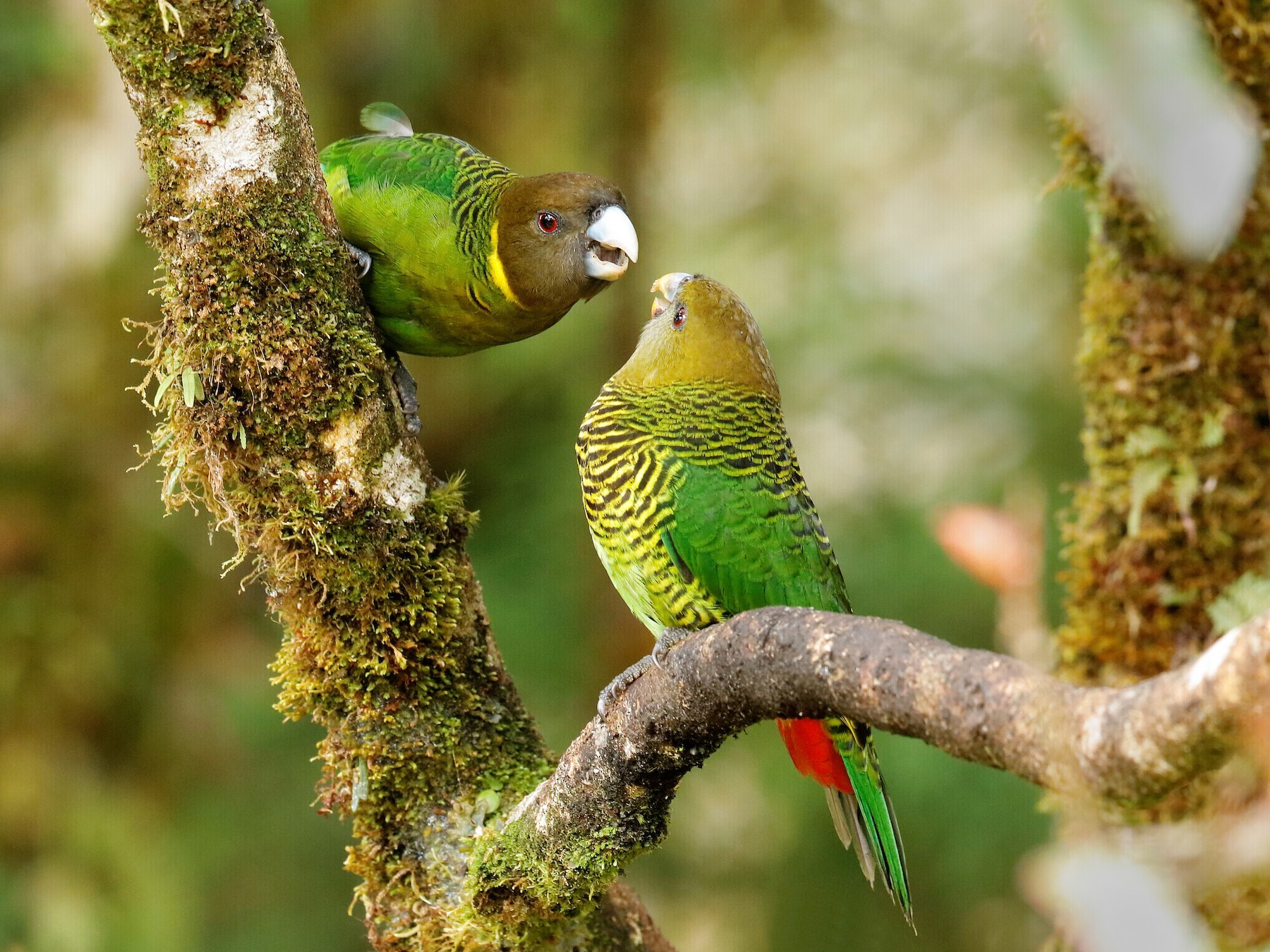 Brehm's Tiger-Parrot - eBird