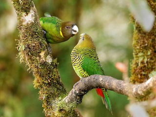 Brehm's Tiger-Parrot - eBird