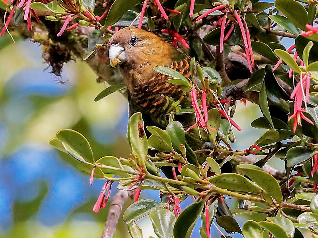 Modest Tiger-Parrot - eBird