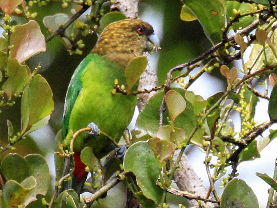 Madarasz's Tiger-Parrot - eBird