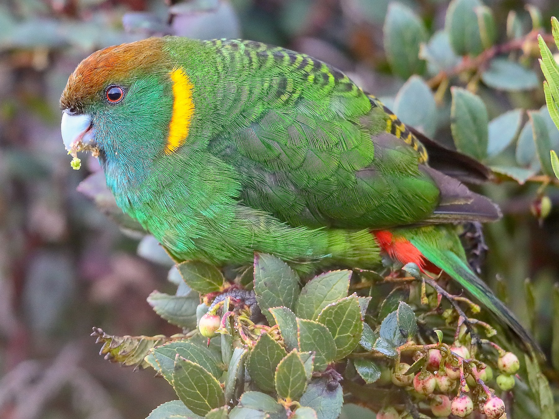 Painted Tiger-Parrot - eBird