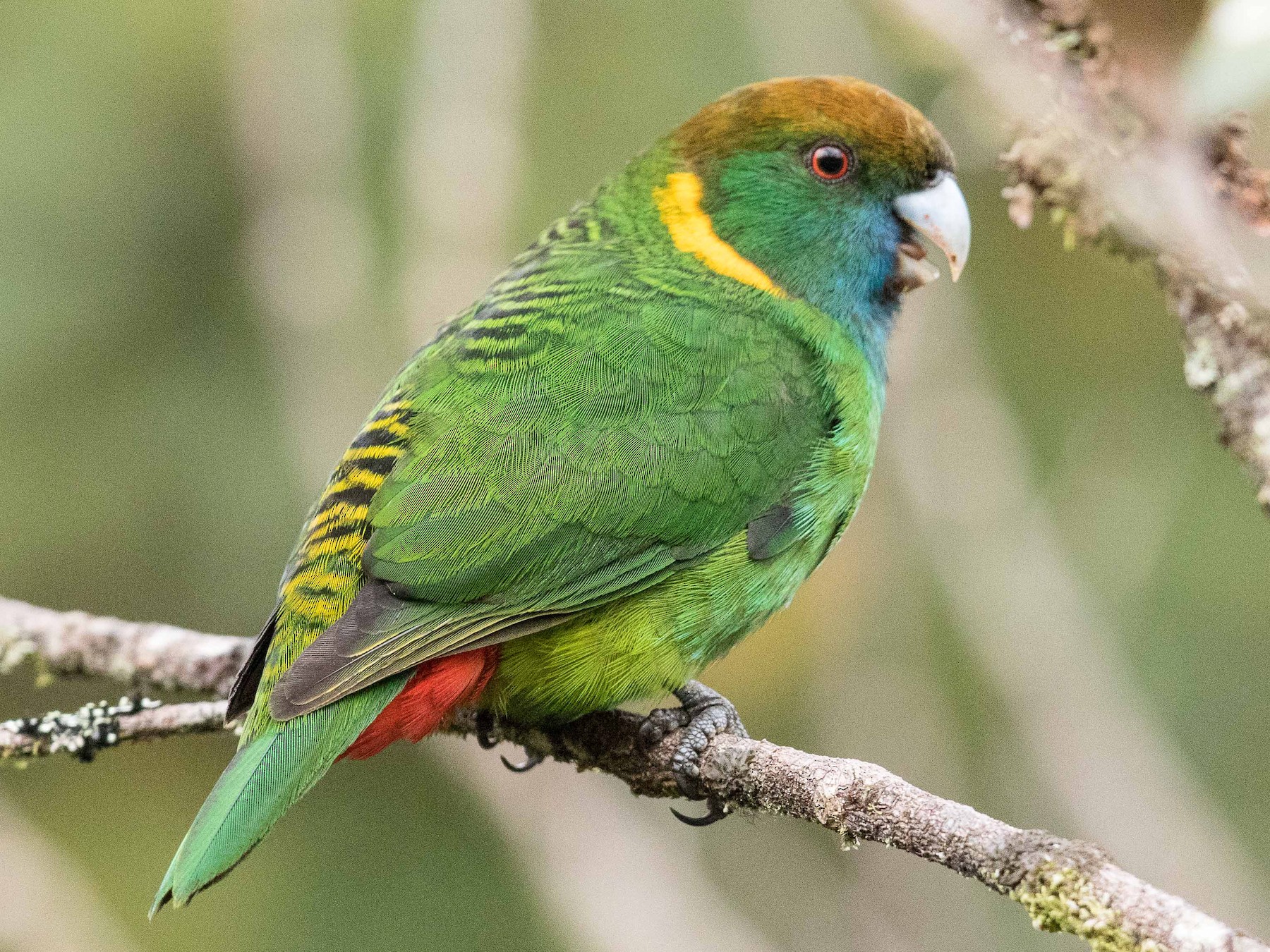 Bird 194 – Painted Tiger Parrot – Bird of the Week
