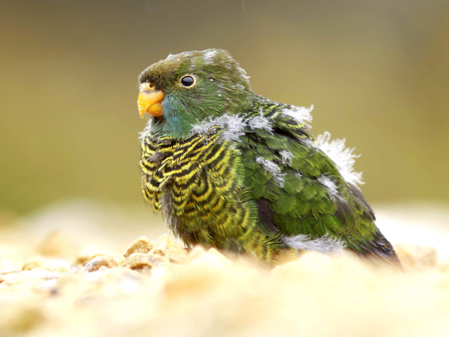 Painted Tiger-Parrot - eBird