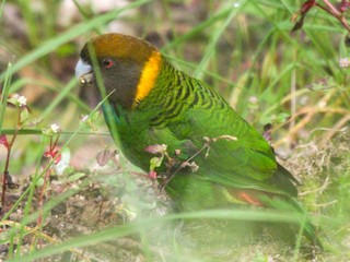 Painted Tiger-Parrot - eBird