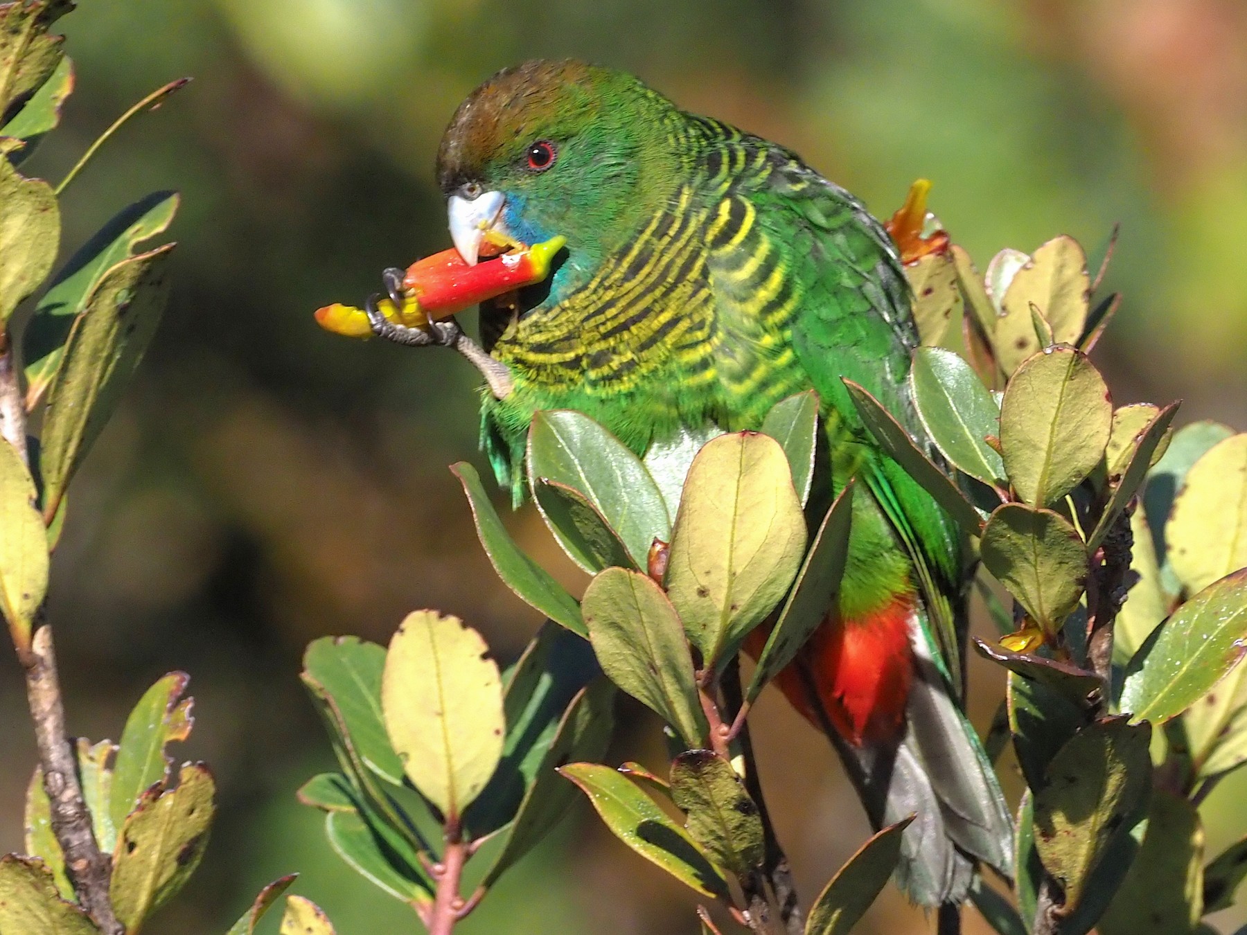 Painted Tiger-Parrot - eBird