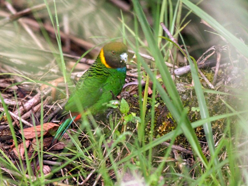 Painted Tiger-Parrot - eBird