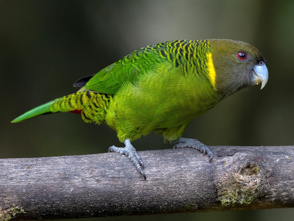 Brehm's Tiger-Parrot - eBird
