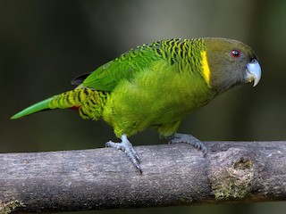 Brehm's Tiger-Parrot - eBird