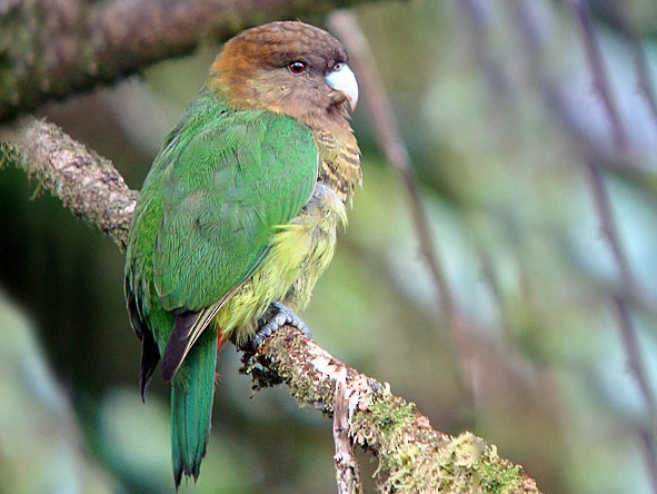 Modest Tiger-Parrot - eBird