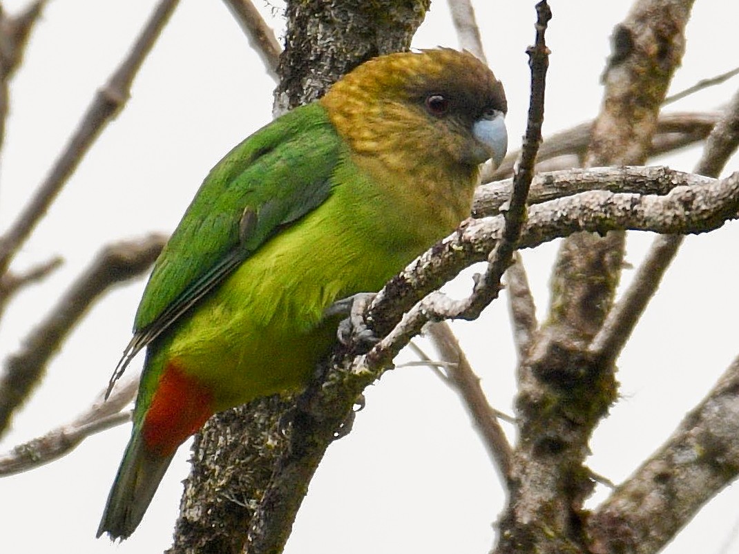 Modest Tiger-Parrot - eBird