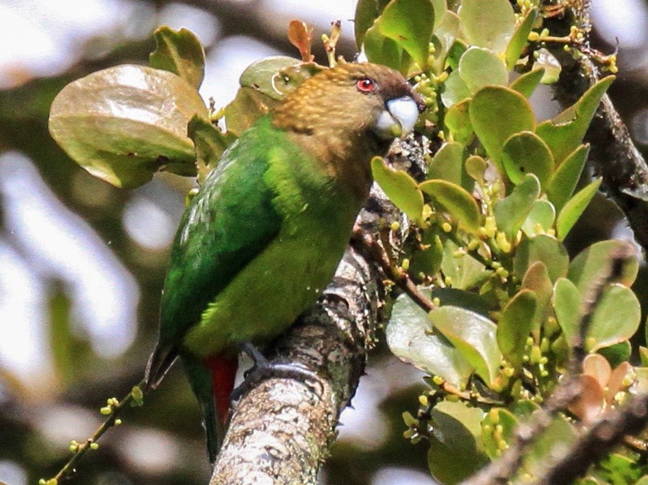 Madarasz's Tiger-Parrot - Psittacella madaraszi - Birds of the World