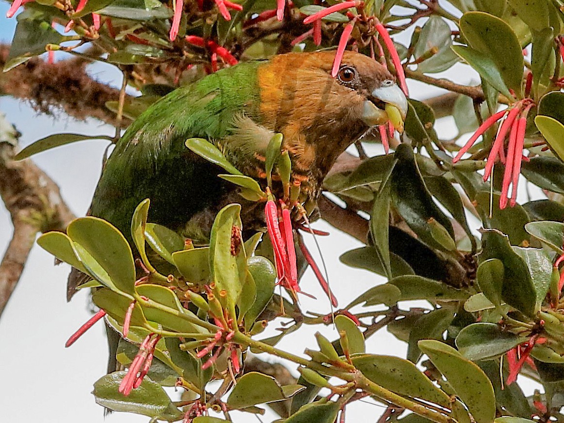 Modest Tiger-Parrot - eBird