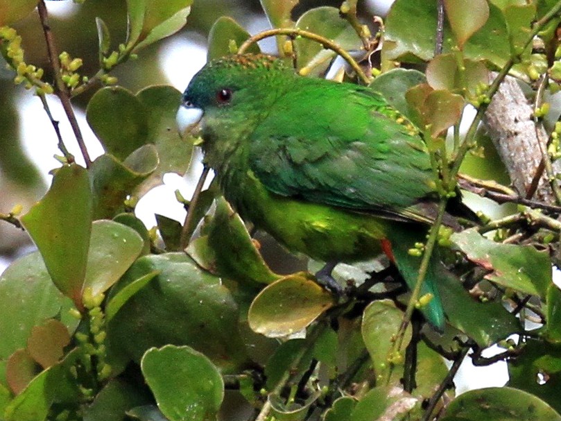 Madarasz's Tiger-Parrot - eBird
