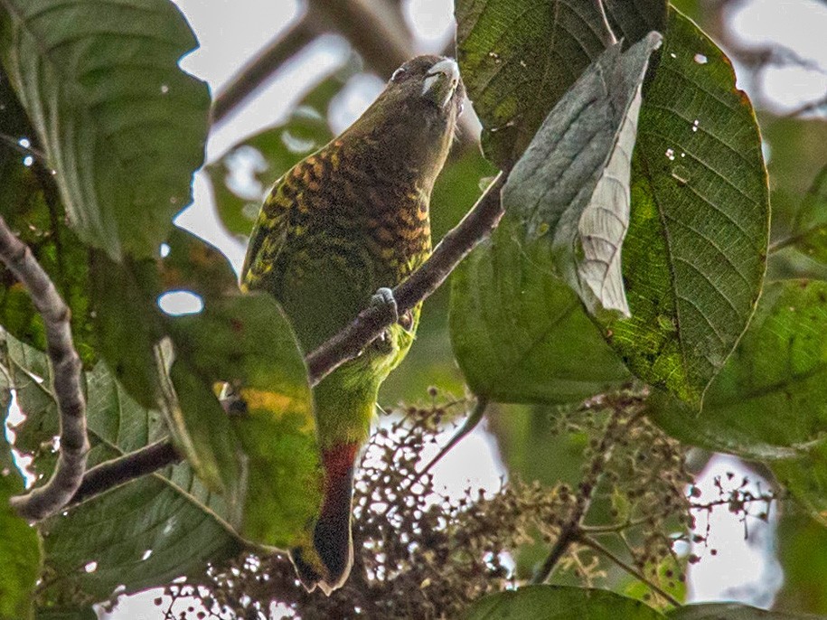 Modest Tiger-Parrot - eBird
