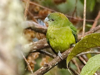 Madarasz's Tiger-Parrot - eBird