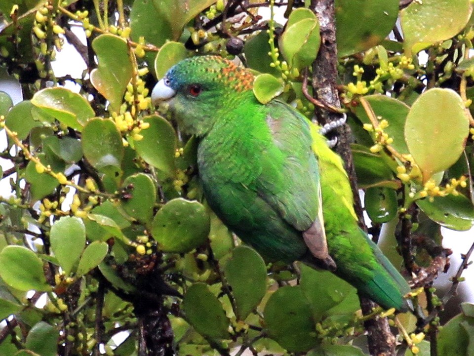 Madarasz's Tiger-Parrot - eBird