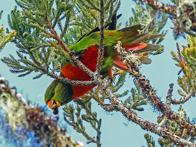 Orange-billed Lorikeet - eBird