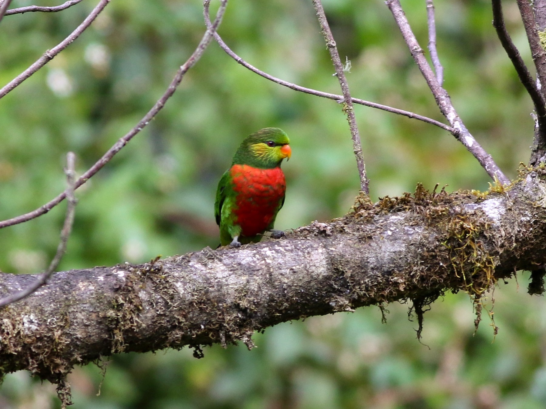 Orange-billed Lorikeet - eBird