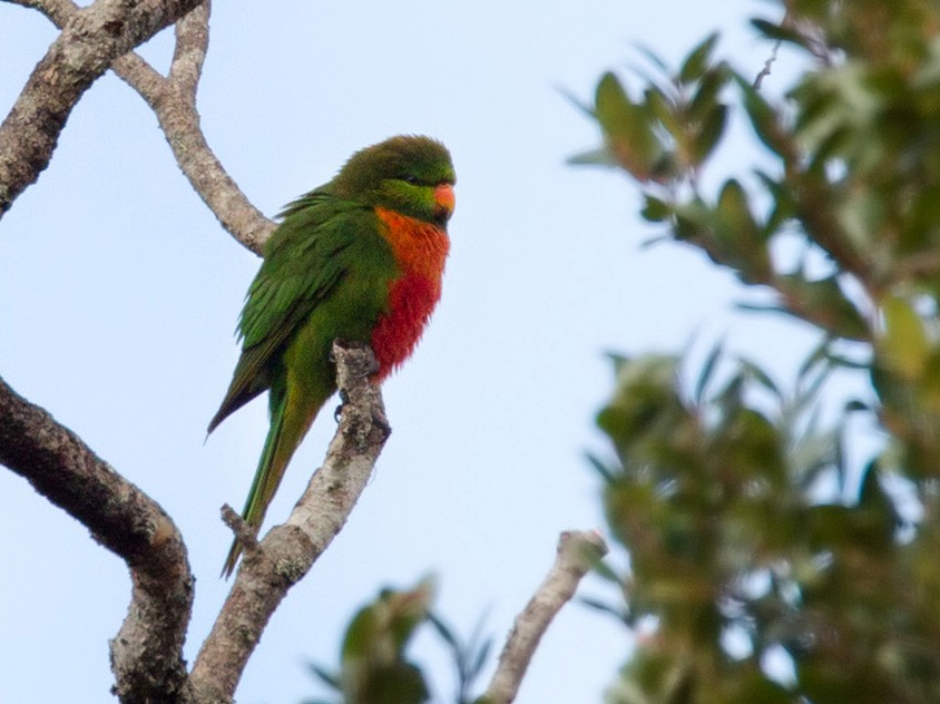 Orange-billed Lorikeet - eBird
