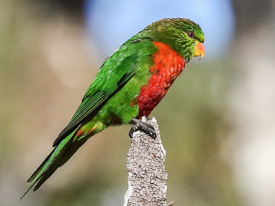 Orange-billed Lorikeet - eBird