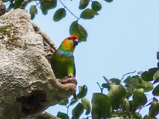 Large Fig-Parrot - eBird