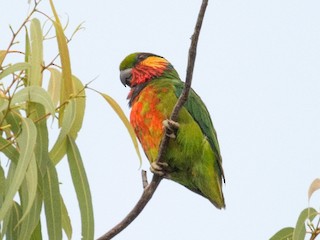 Edwards's Fig-Parrot - eBird