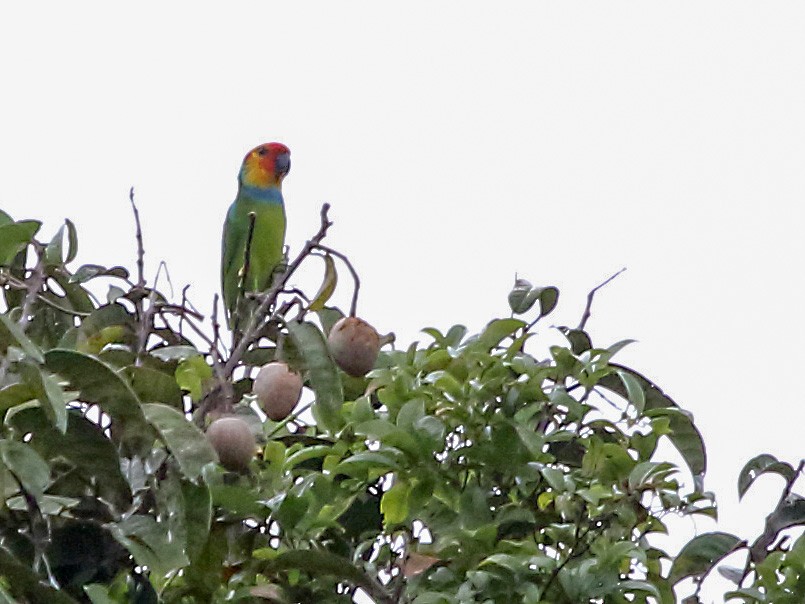 Large Fig-Parrot - eBird