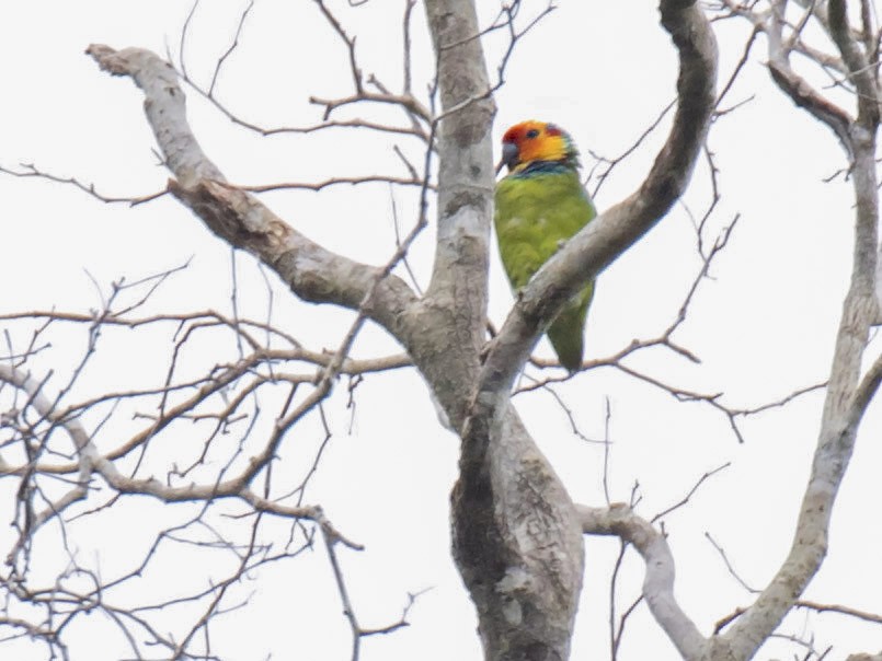 Large Fig-Parrot - eBird