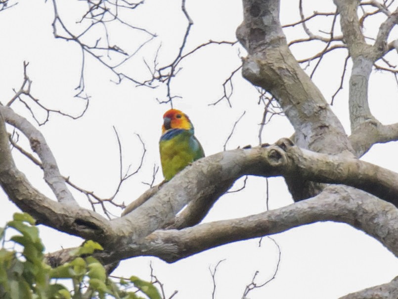 Large Fig-Parrot - eBird