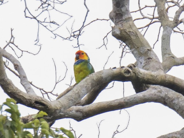 Photos - Large Fig-Parrot - Cyclopsitta desmarestii - Birds of the World