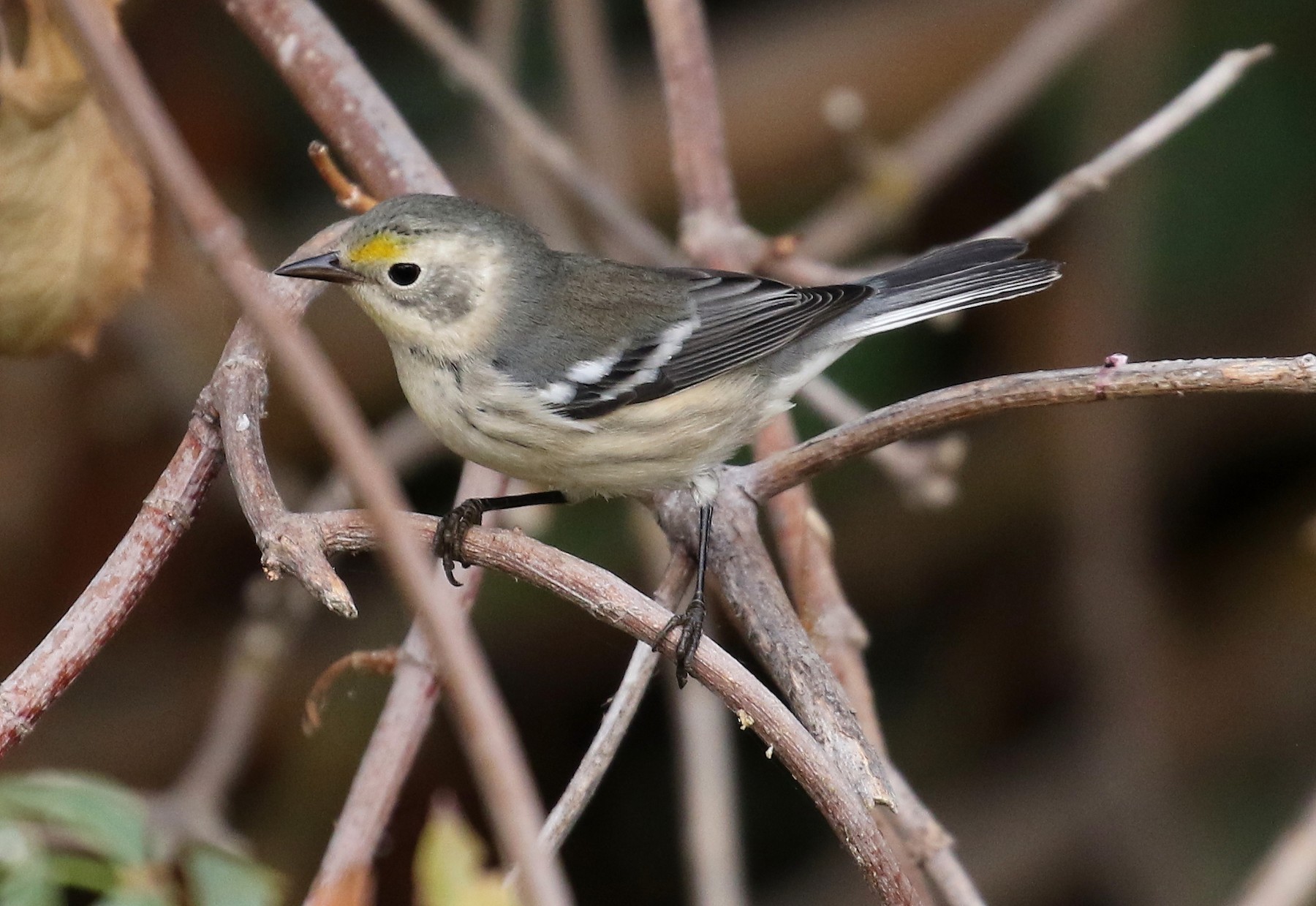 Reinita Gris x Cabecigualda (híbrido) - eBird
