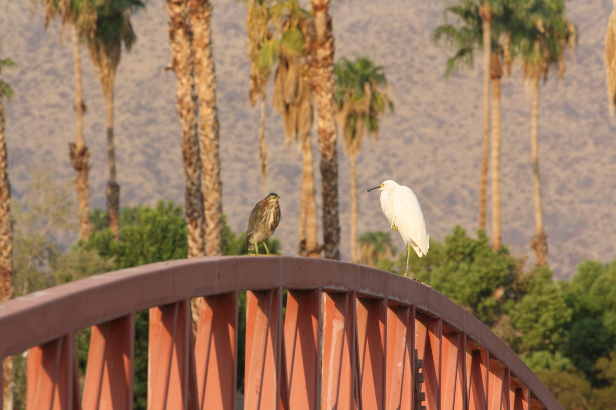 eBird Checklist - 17 Sep 2020 - Prescott Preserve (includes former ...