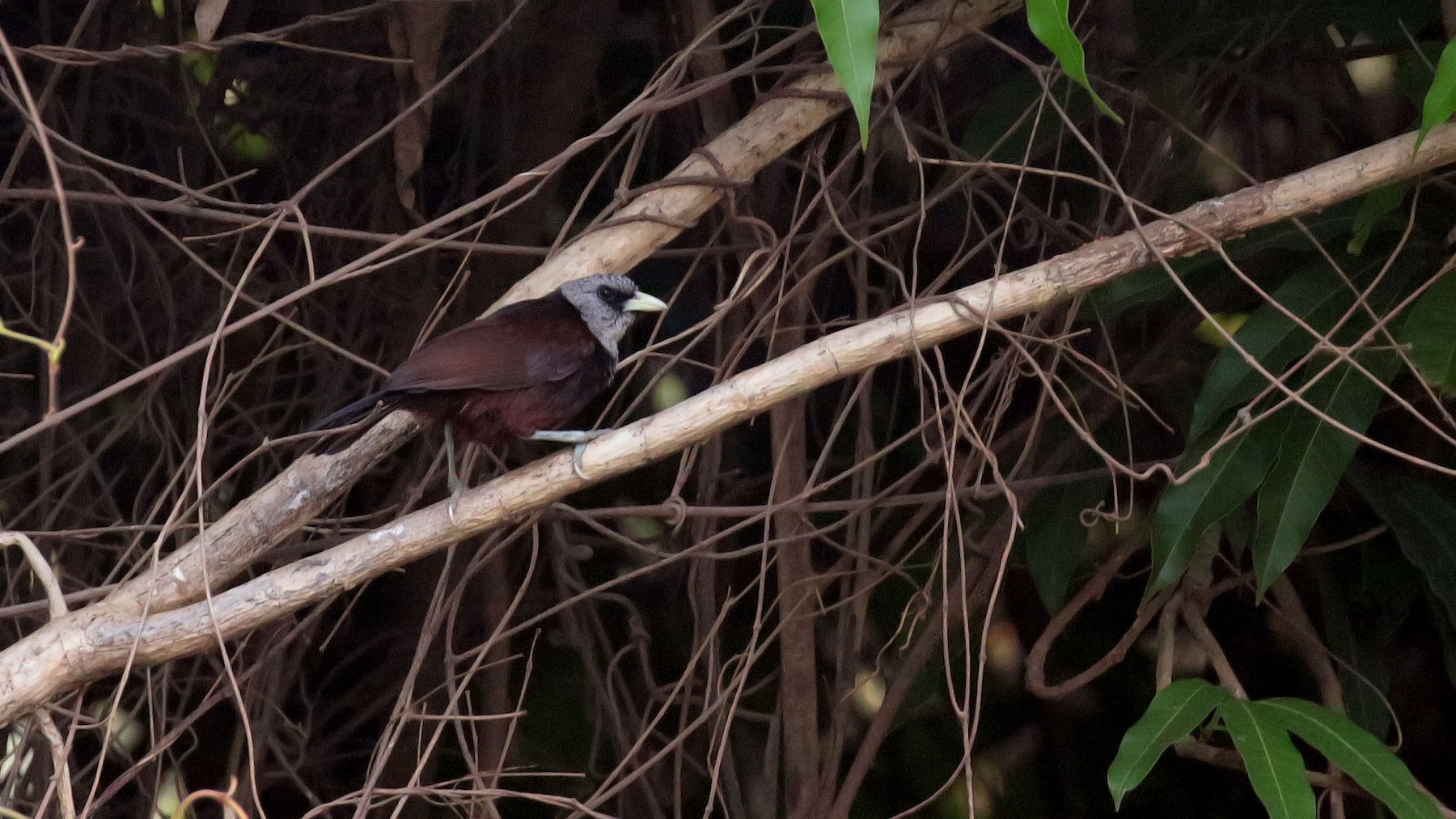 Capuchin Babbler (Grey-hooded) - eBird