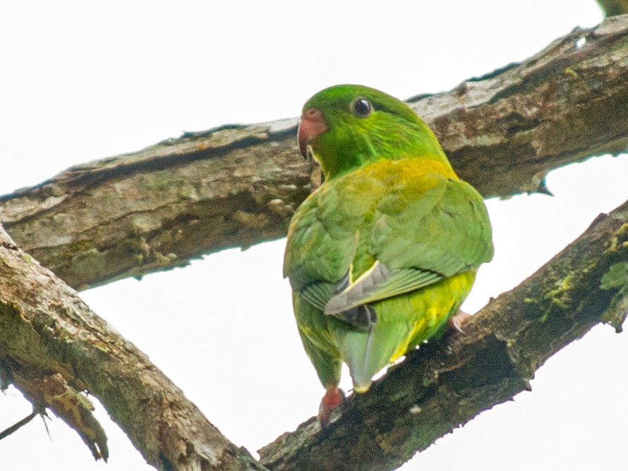 Meek's Lorikeet - eBird