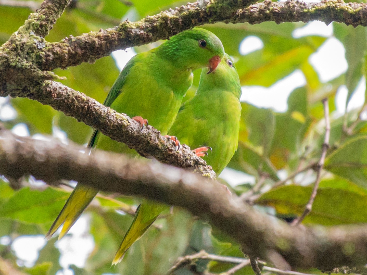 Meek's Lorikeet - eBird