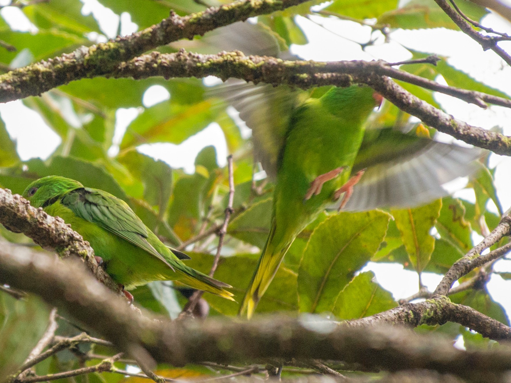 Meek's Lorikeet - eBird